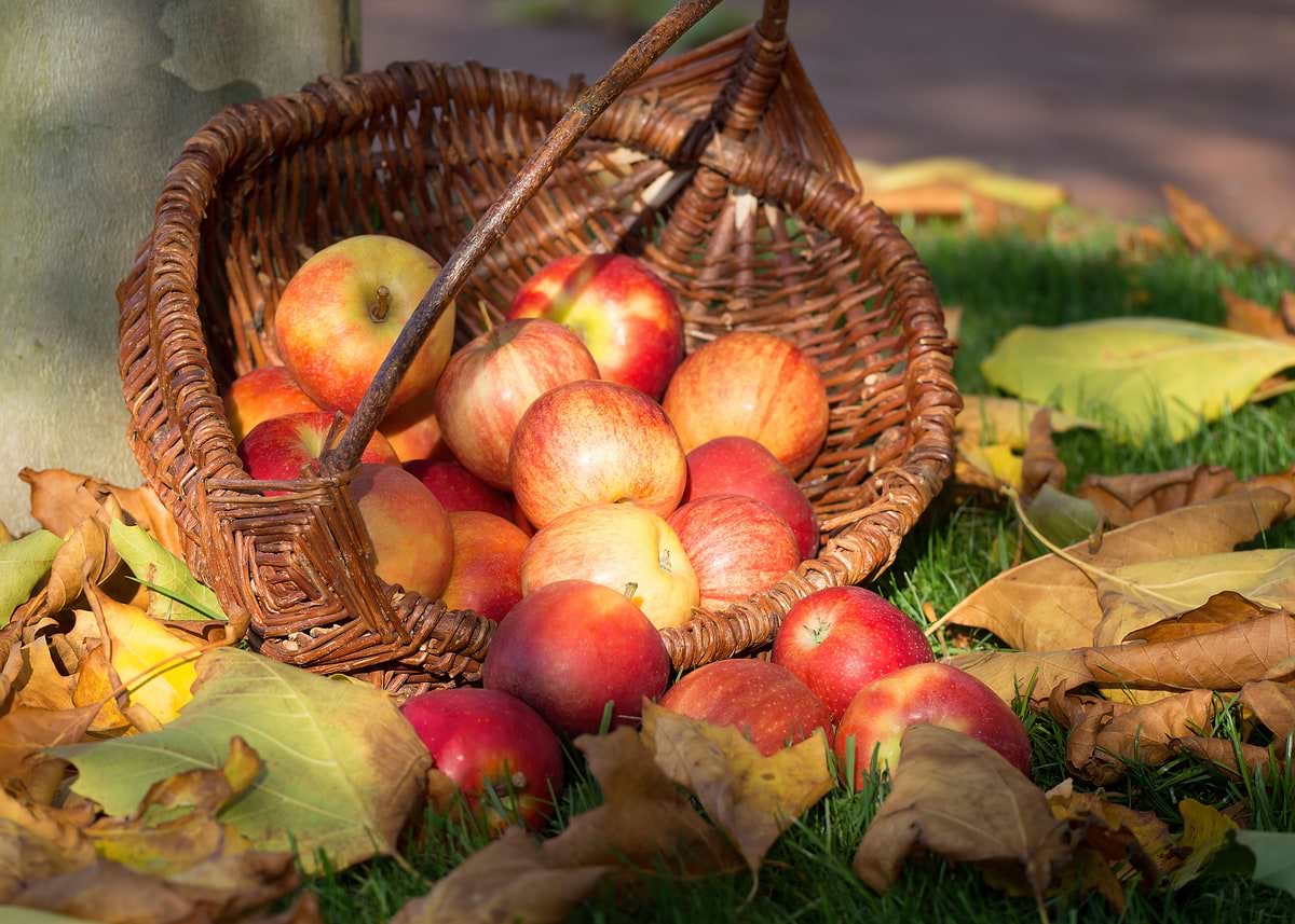 'apple picking' Poster, picture, metal print, paint by Volker Pape ...