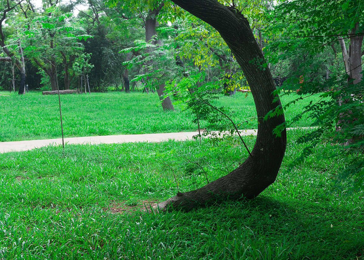 'Tree on green grass' Poster, picture, metal print, paint by HanPing ...
