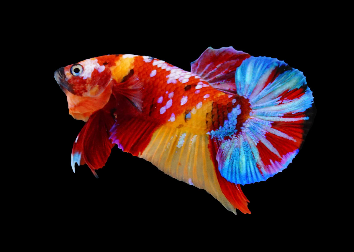 'Multicolor Bettafish' Poster, picture, metal print, paint by Upscale ...