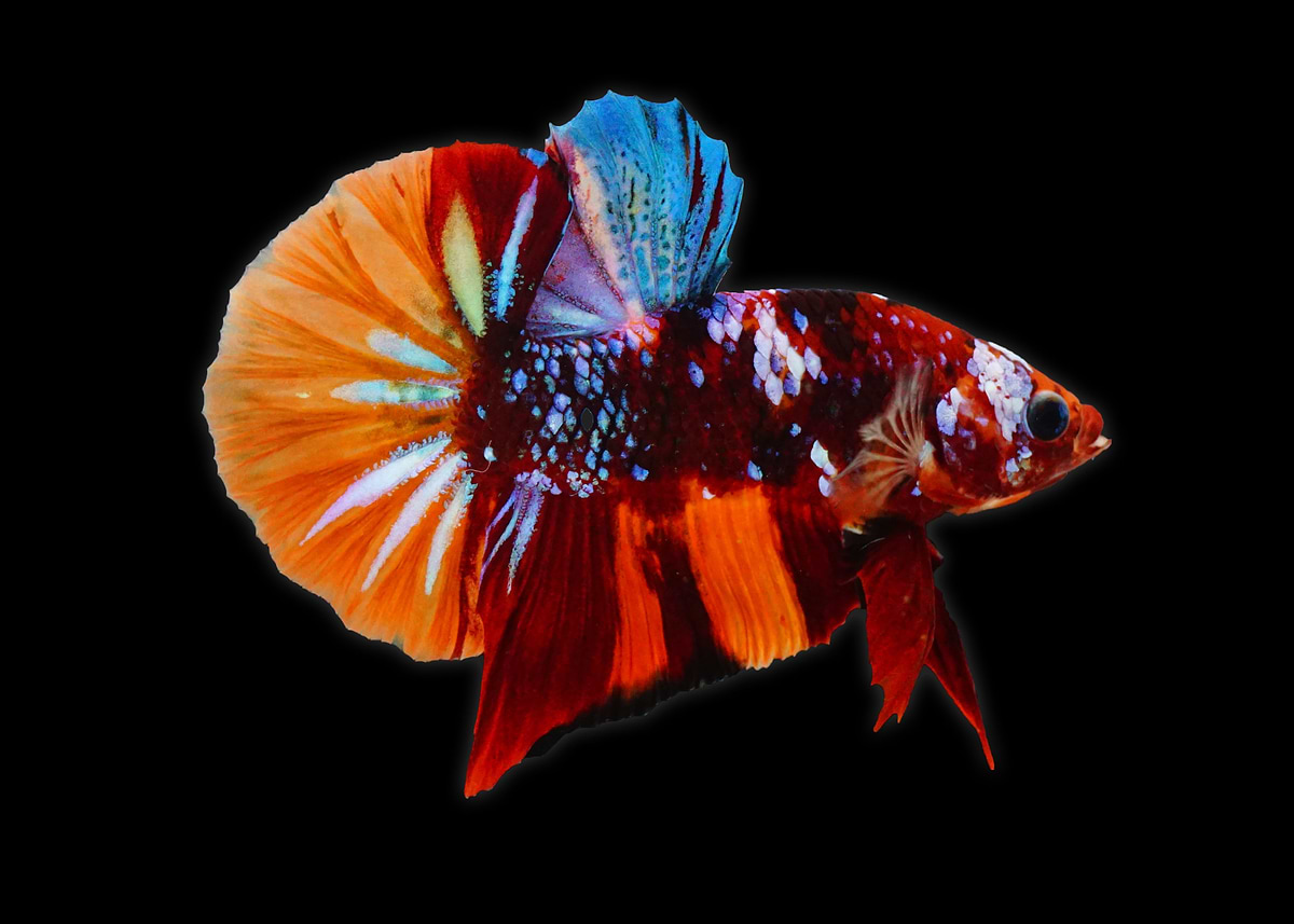 'Multicolor Betta Fish' Poster, picture, metal print, paint by Upscale ...