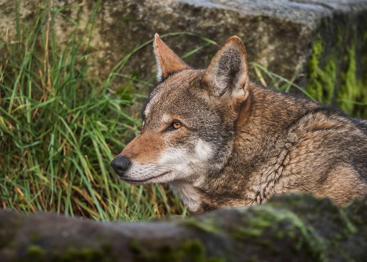 'Time out' Poster, picture, metal print, paint by Louis Ruth | Displate