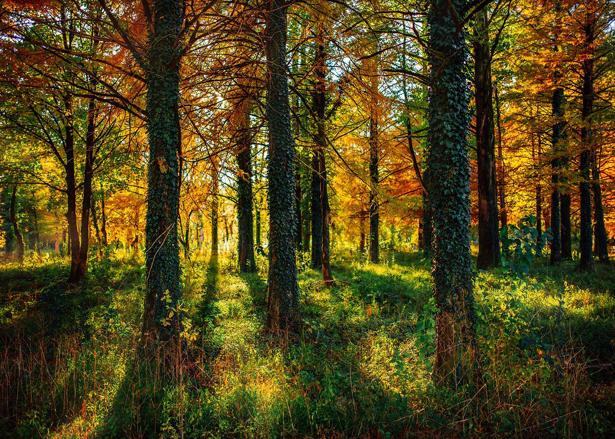 'Autumn Sunset in Forest' Poster, picture, metal print, paint by Max ...