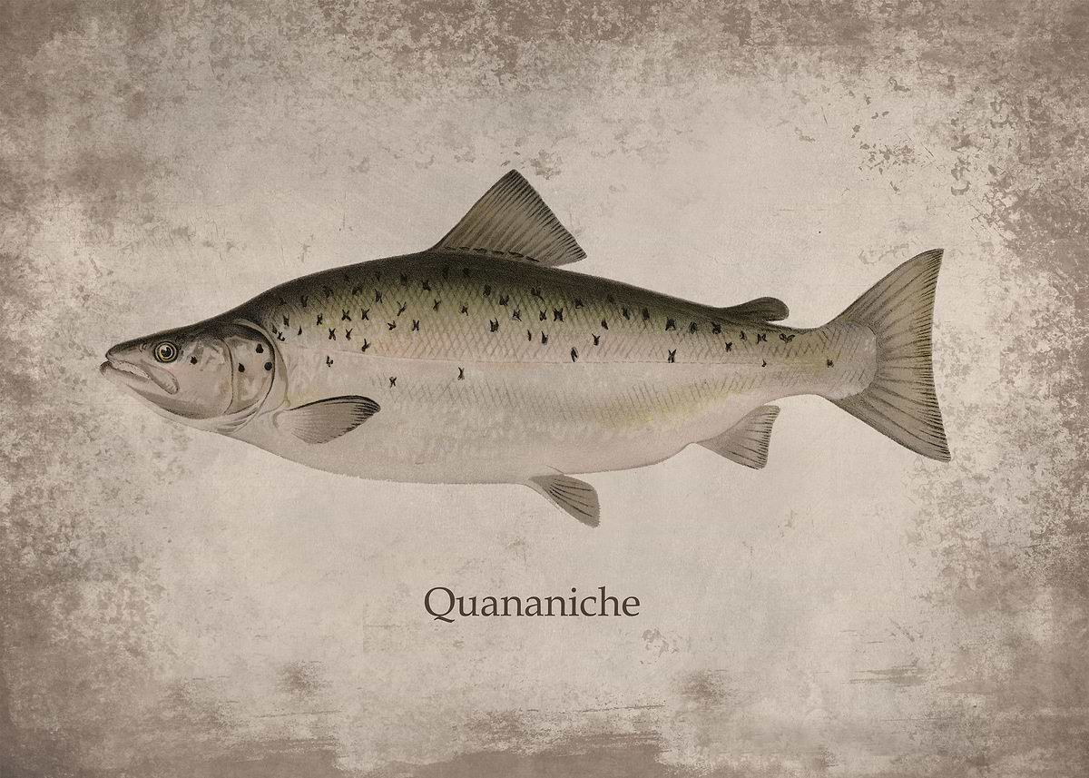 'Quananiche Salmon' Poster, picture, metal print, paint by XandYart ...