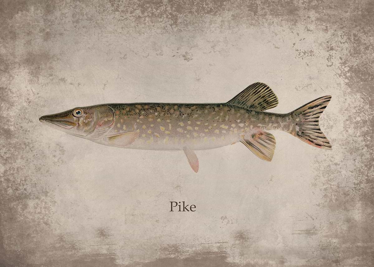'Pike' Poster, picture, metal print, paint by XandYart | Displate