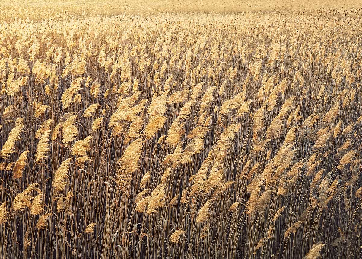 'Dry reed in the sunlight' Poster, picture, metal print, paint by ...