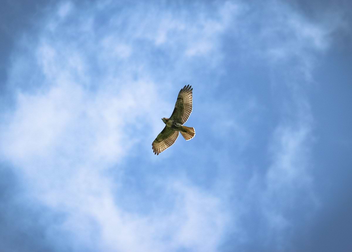 'Soaring Hawk' Poster, picture, metal print, paint by Diane Powell ...