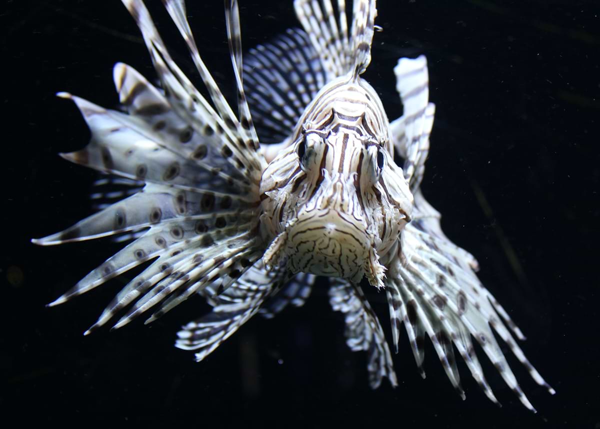 'Beautiful lionfish ' Poster, picture, metal print, paint by Sam Brady ...