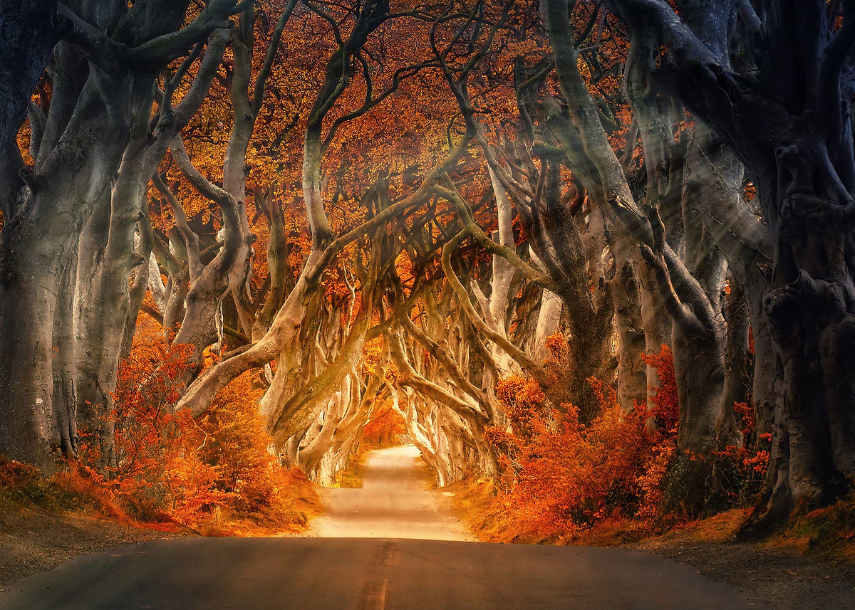 'Nature Road Forest Trees' Poster, picture, metal print, paint by ...