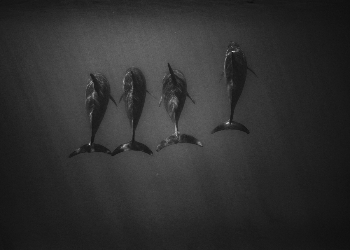 'Four Dolphins' Poster, picture, metal print, paint by Artistic Prints ...