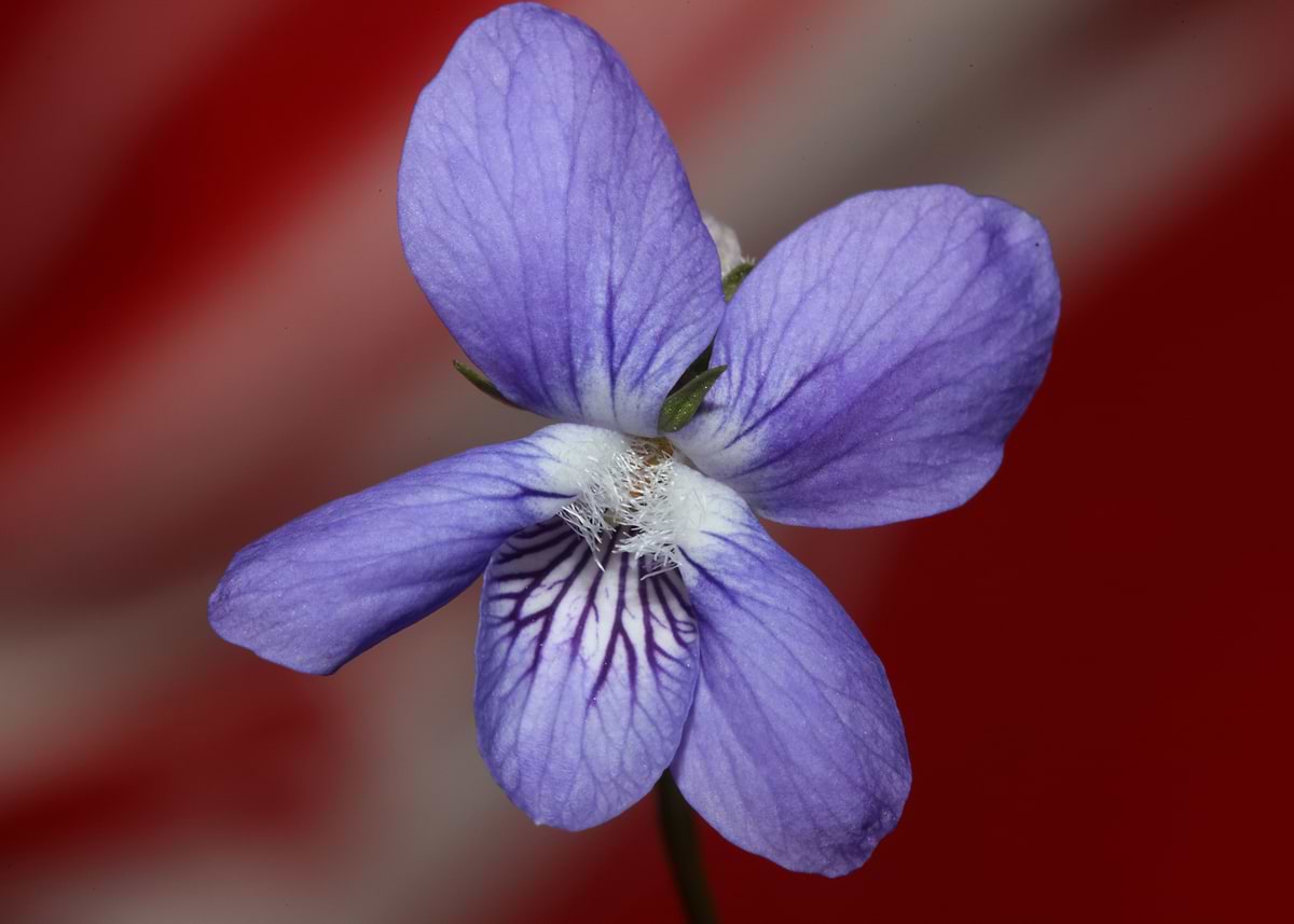 'Viola flowering close up ' Poster, picture, metal print, paint by ...