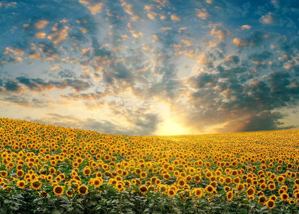 'Landscape of a sunflower f' Poster, picture, metal print, paint by ...