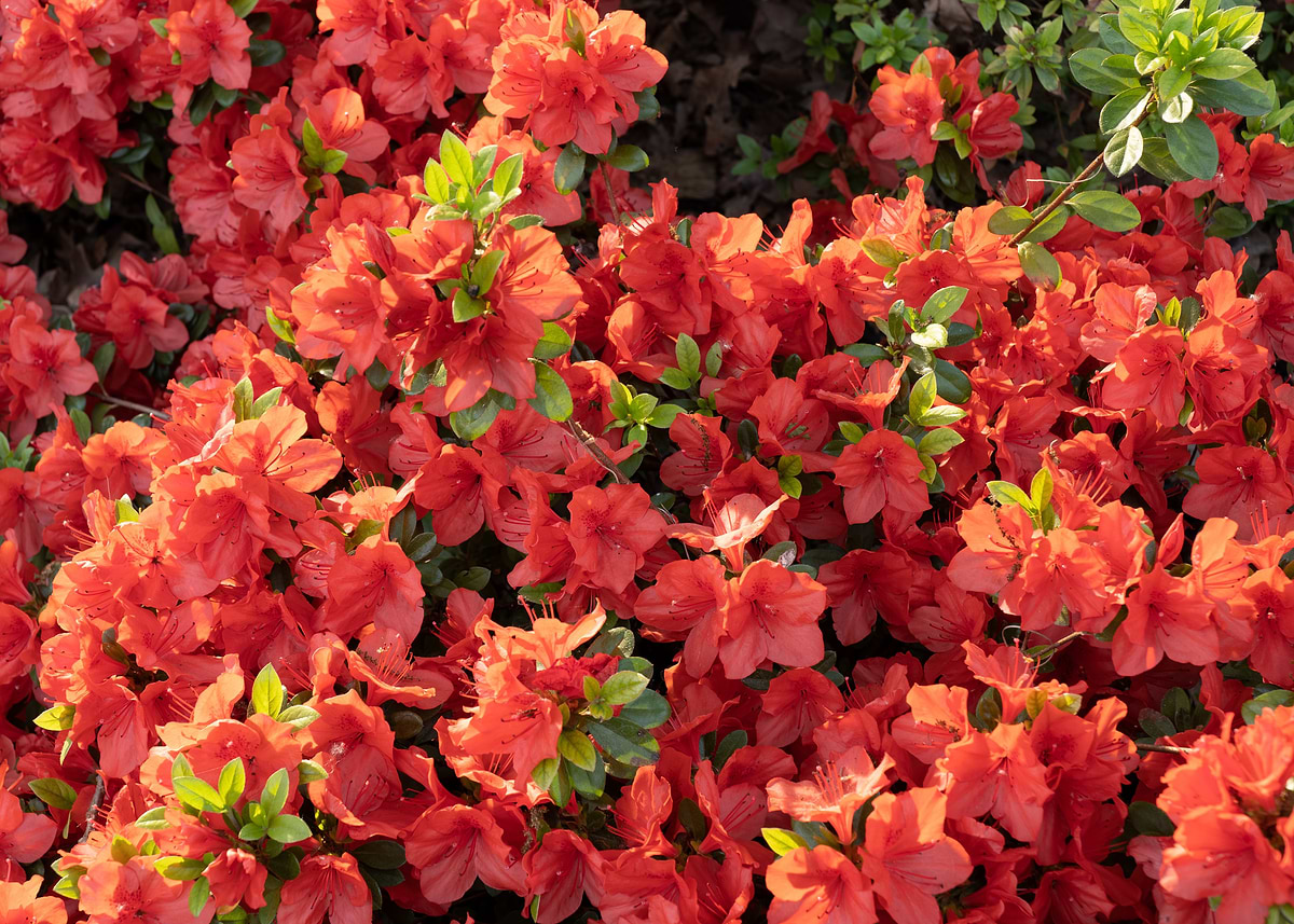 'Japanese Azaleas Flowers' Poster, picture, metal print, paint by ...