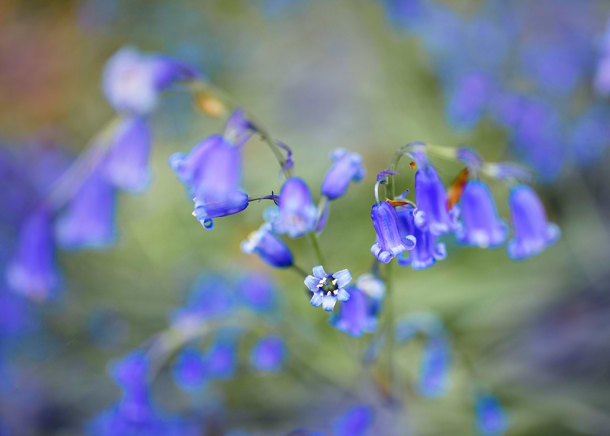 'Beautiful Blue Bells ' Poster, picture, metal print, paint by Svetlana ...
