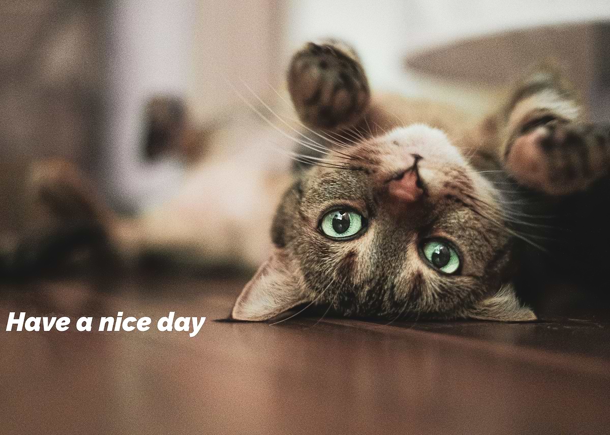 'Cat' Poster, picture, metal print, paint by Coach Chris | Displate