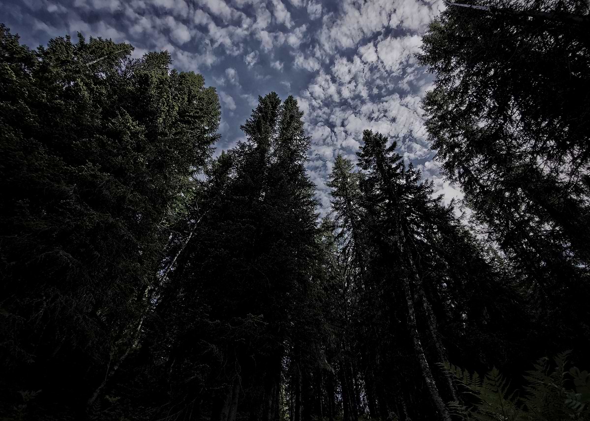 'The dark forrest' Poster, picture, metal print, paint by LifeInBlue ...