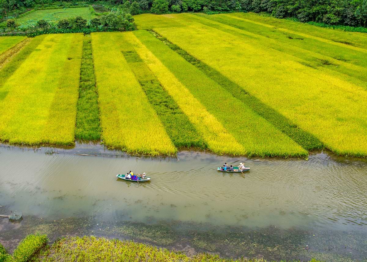 'Touring a long rice fields' Poster, picture, metal print, paint by ...
