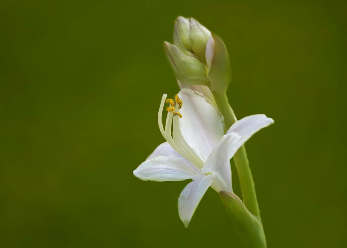 'Hosta flower on green' Poster, picture, metal print, paint by Katie ...