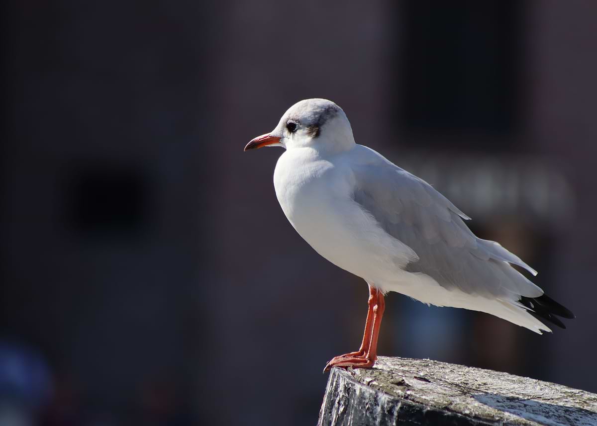 'The Seagull 2' Poster, picture, metal print, paint by cbvisions ...