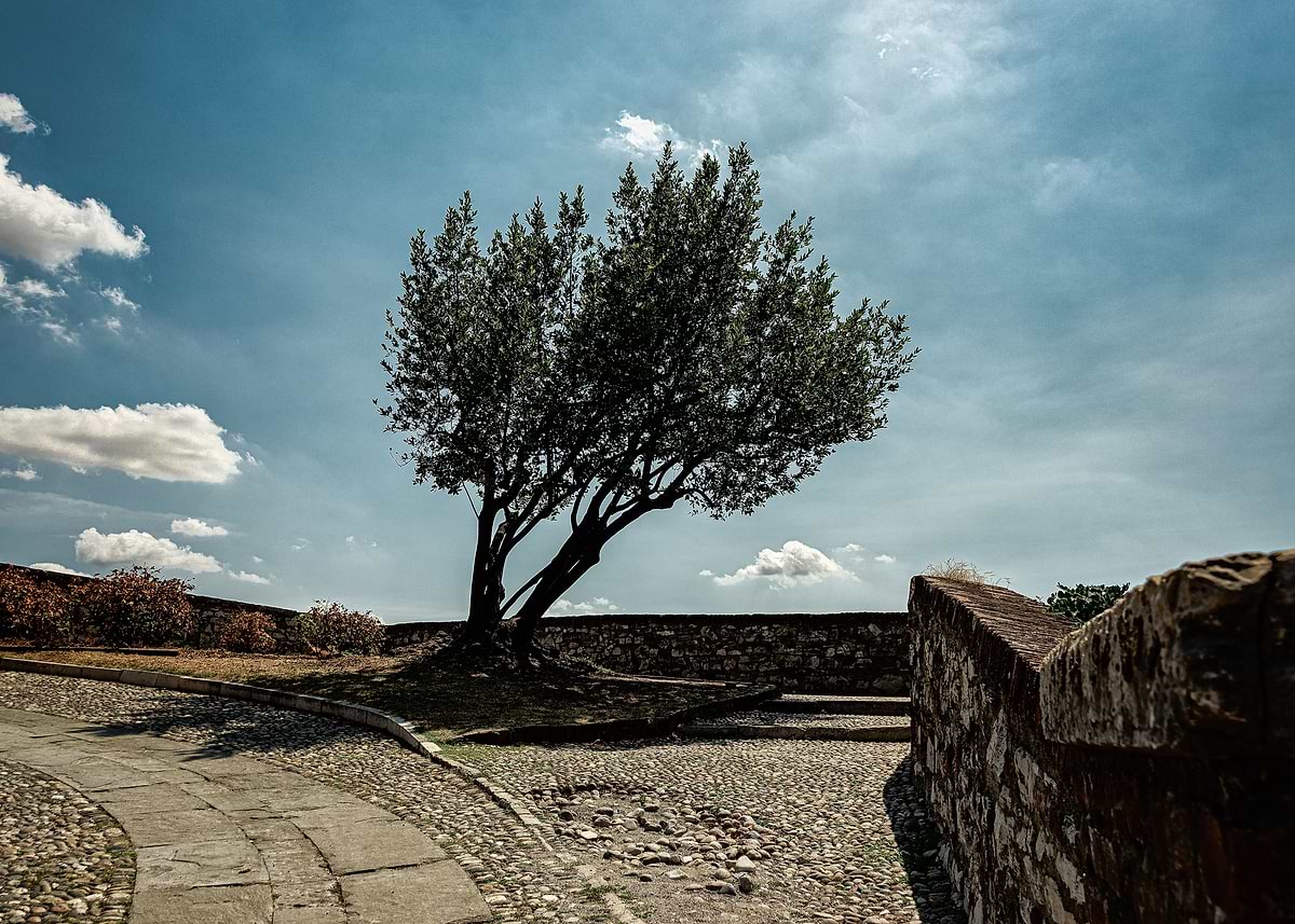 'Brescia Castle Tree' Poster, picture, metal print, paint by Marco ...