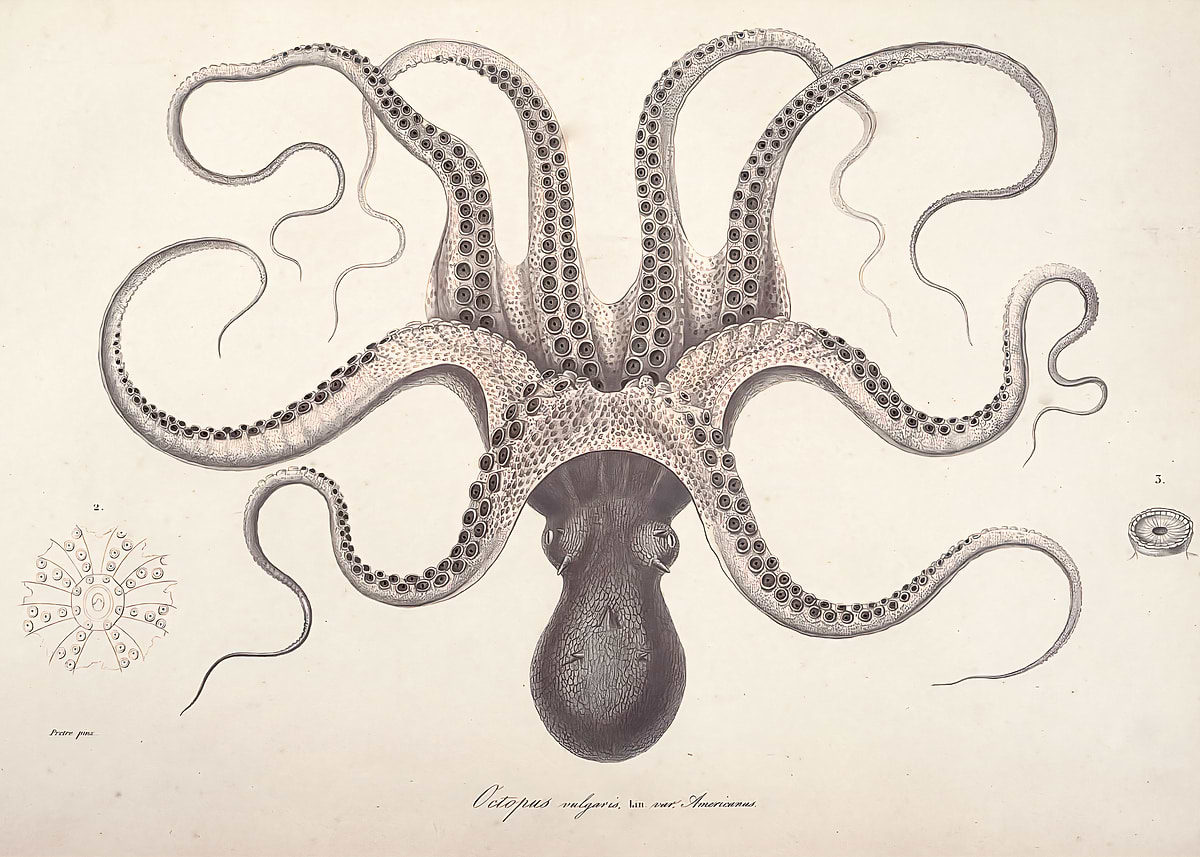 'Vintage Octopus' Poster, picture, metal print, paint by Fran Bradley ...