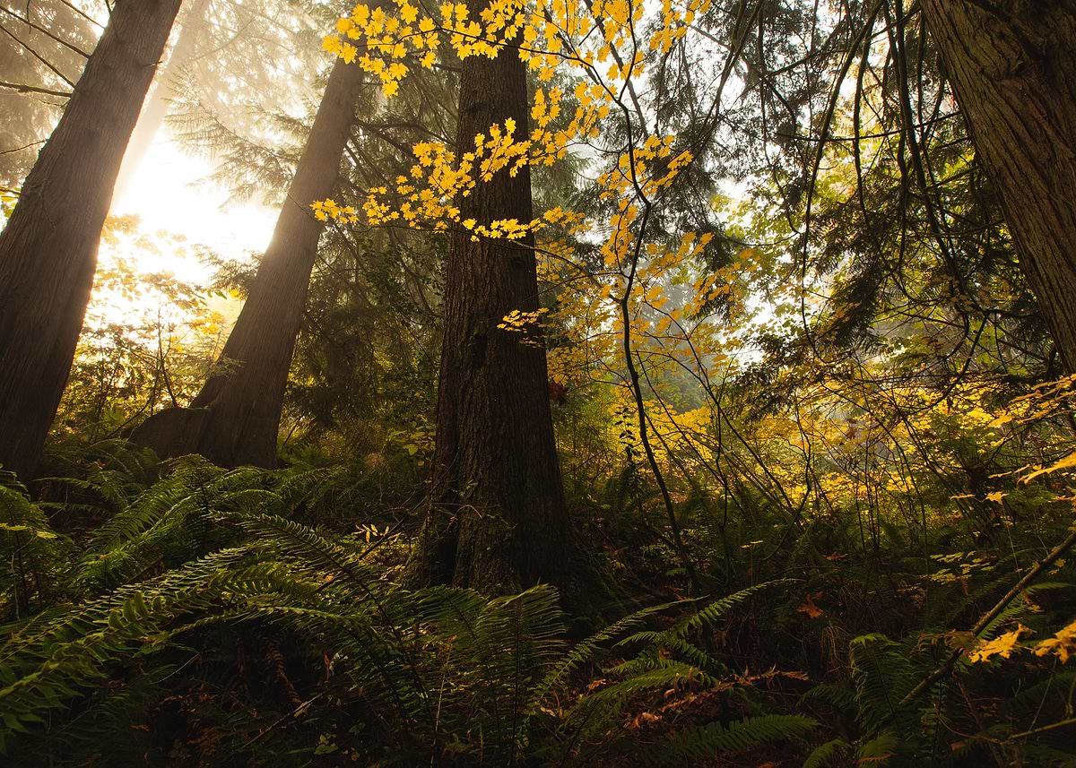 'Autumn Forest Grandeur' Poster, picture, metal print, paint by Brandt ...