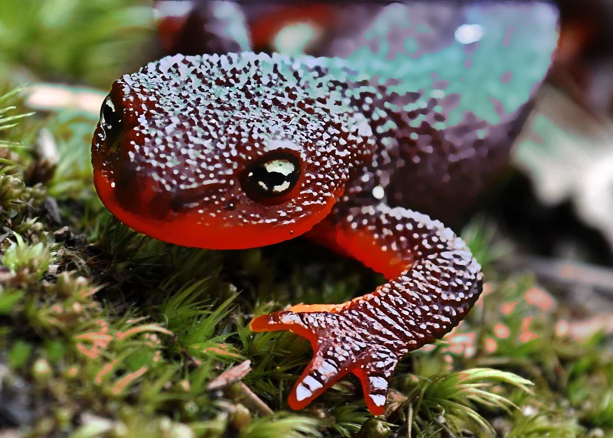 'SALAMANDER' Poster, picture, metal print, paint by PENGDUA XYZ | Displate