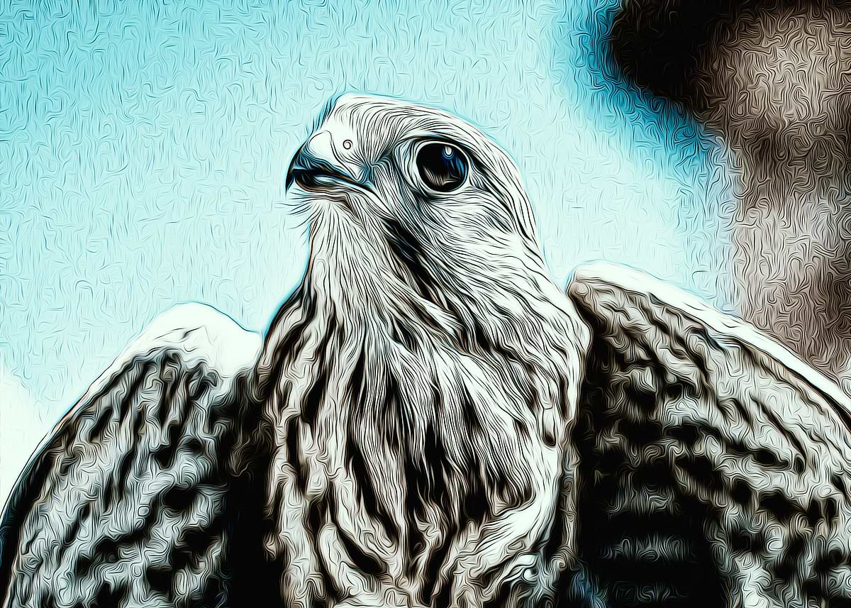 'Falcon' Poster, picture, metal print, paint by Tiker Arts | Displate