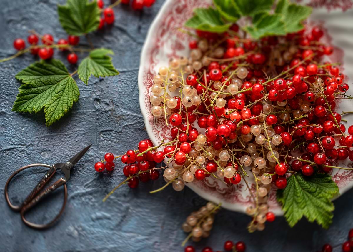 'Currants' Poster, picture, metal print, paint by Malwina Lewinska ...