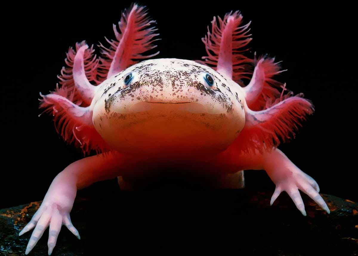 'SALAMANDER amphibian' Poster, picture, metal print, paint by PENGDUA ...