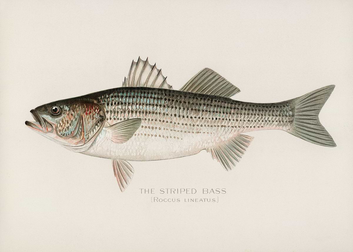 'Striped Bass ' Poster, picture, metal print, paint by crbn design ...