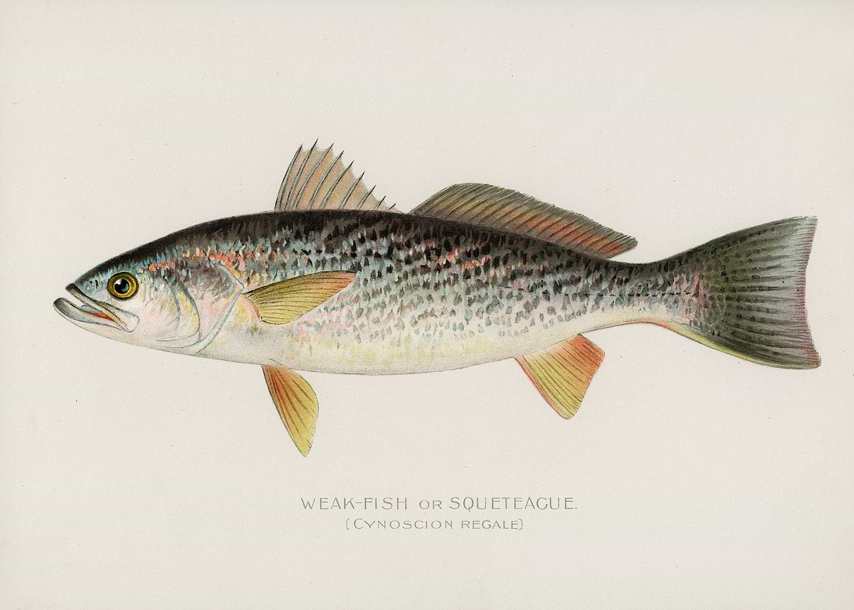 'Weak Fish' Poster, picture, metal print, paint by crbn design | Displate