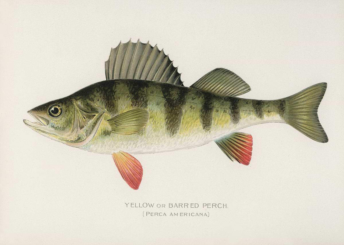 'Yellow or Barred Perch ' Poster, picture, metal print, paint by crbn ...