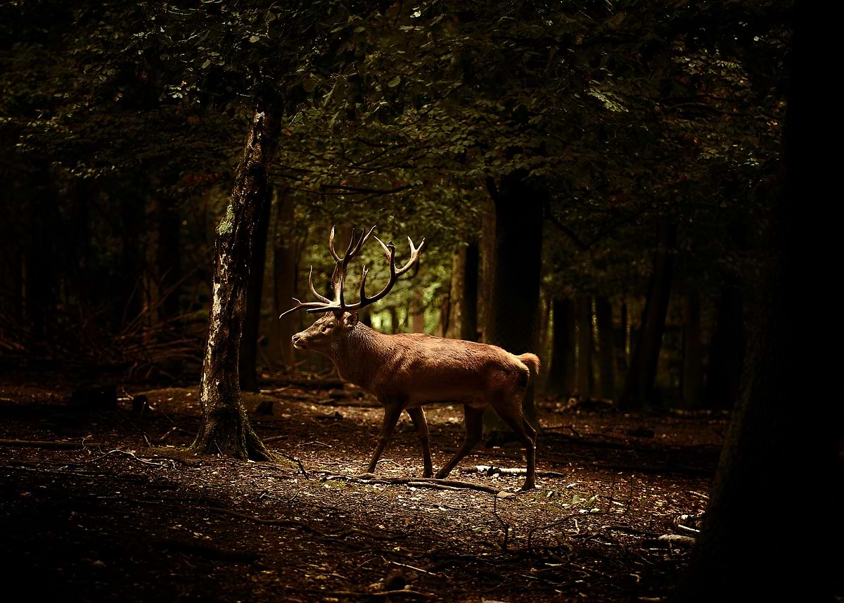 'Red Stag' Poster, picture, metal print, paint by Purple Haze | Displate
