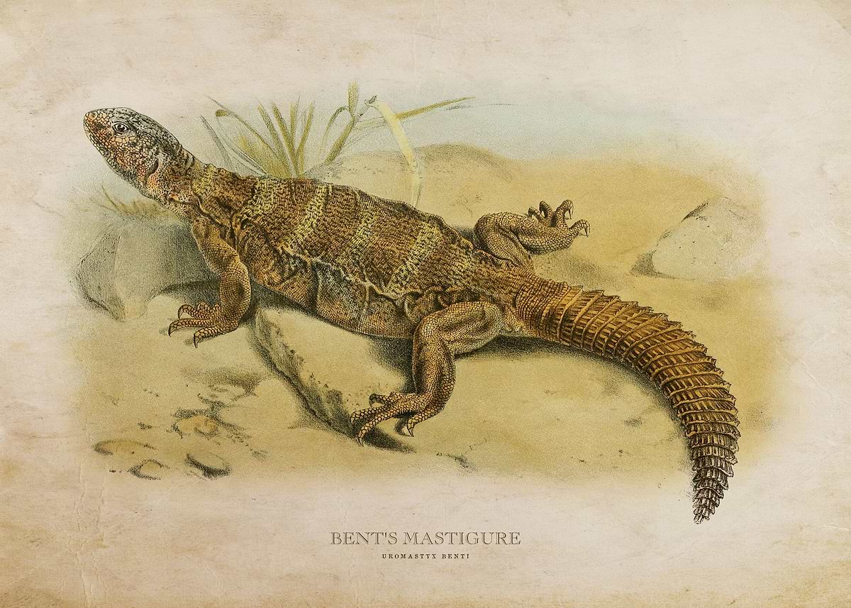 'Bents Mastigure Lizard' Poster, picture, metal print, paint by Aged ...