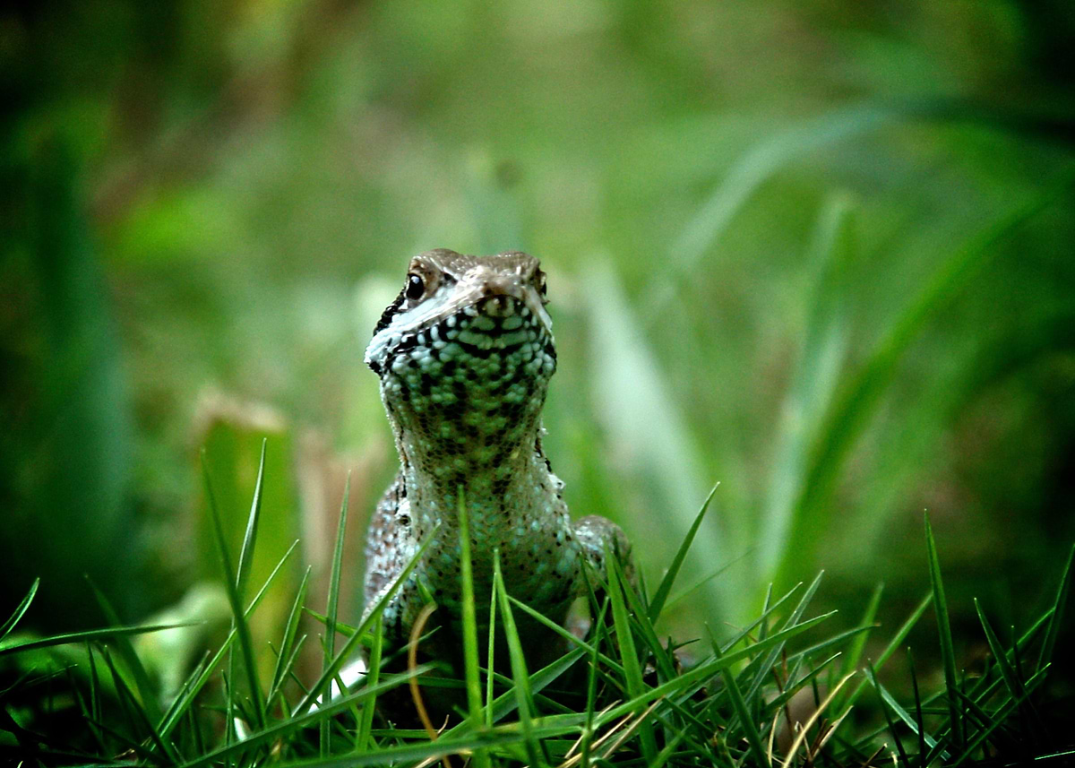 'SALAMANDER follow' Poster, picture, metal print, paint by PENGDUA XYZ ...