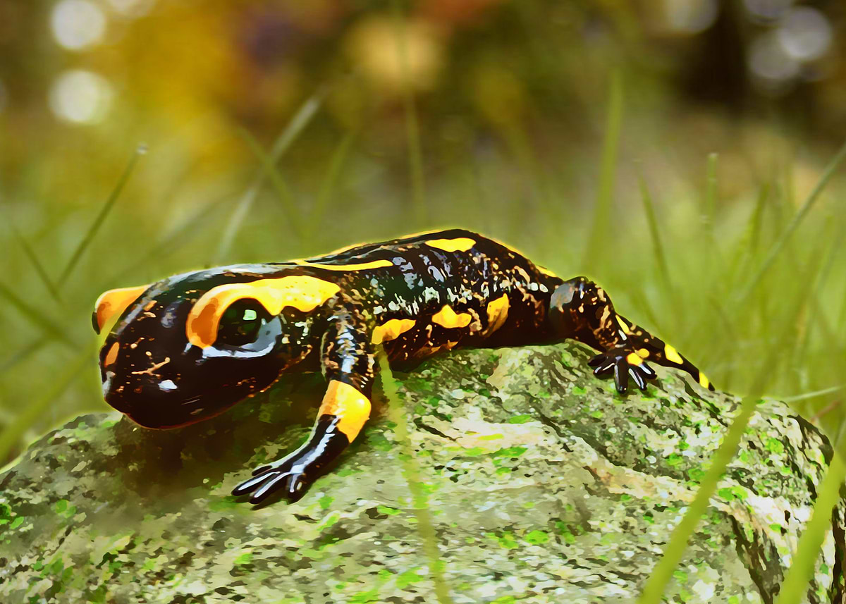'dot SALAMANDER' Poster, picture, metal print, paint by PENGDUA XYZ ...