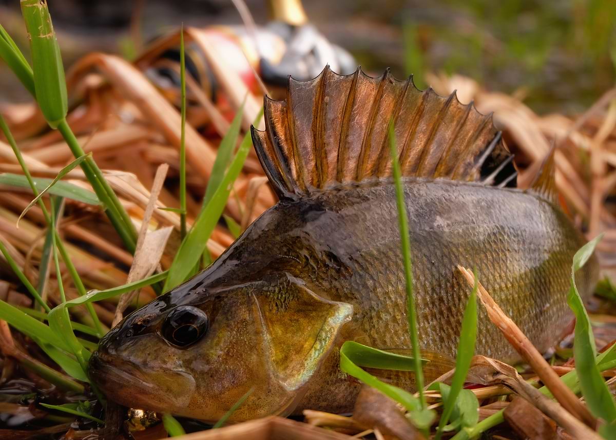 'European perch' Poster, picture, metal print, paint by Kanstantsin ...