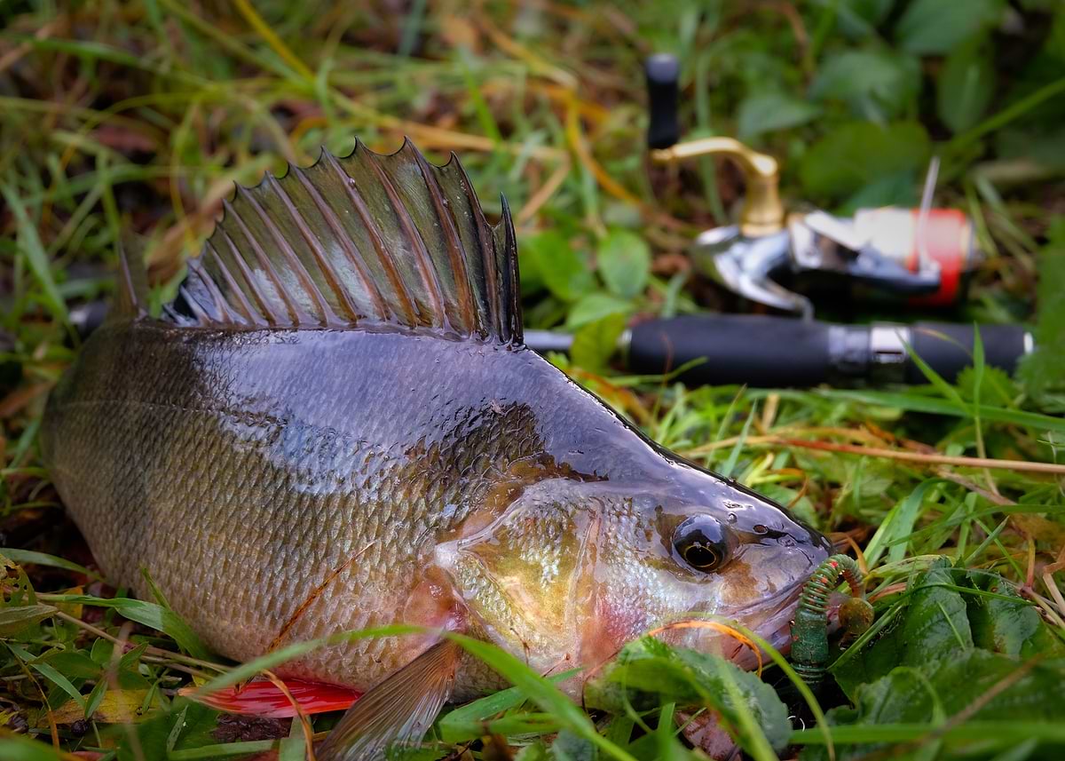 'Hooked perch fish' Poster, picture, metal print, paint by Kanstantsin ...