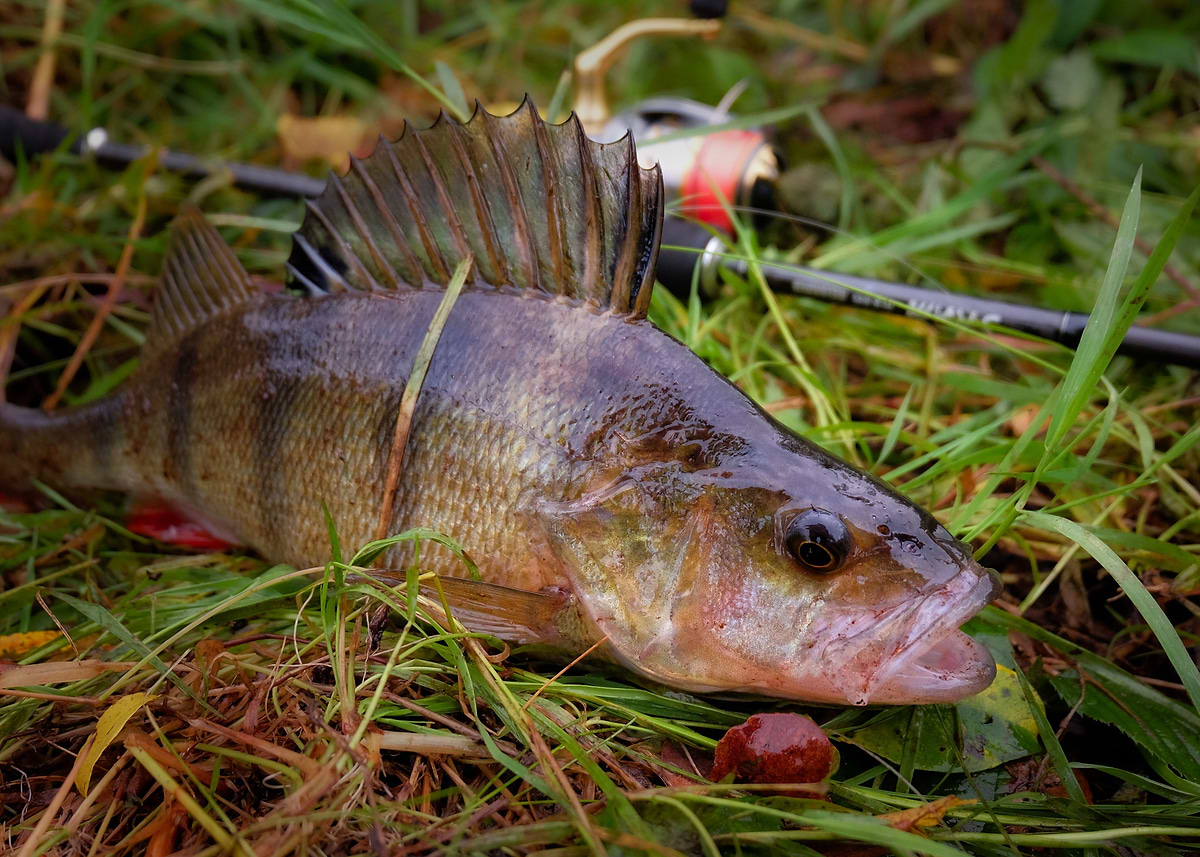 'Hooked perch fish ' Poster, picture, metal print, paint by Kanstantsin ...