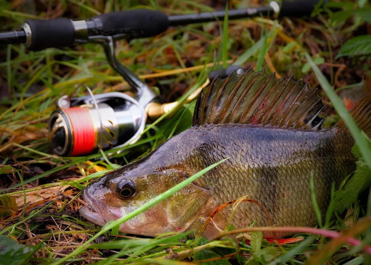 'European perch' Poster, picture, metal print, paint by Kanstantsin ...