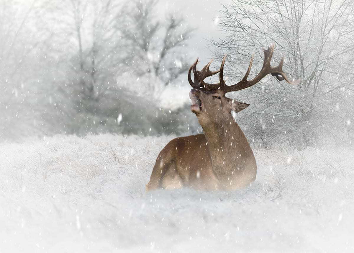 'Mystic Animal Pictures' Poster, picture, metal print, paint by Color ...