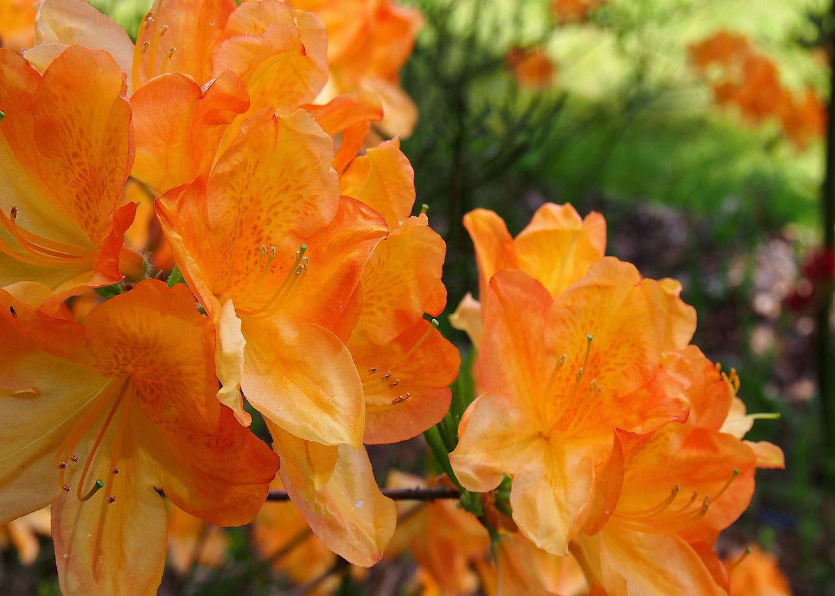 'azalea' Poster, picture, metal print, paint by Soft Brush | Displate