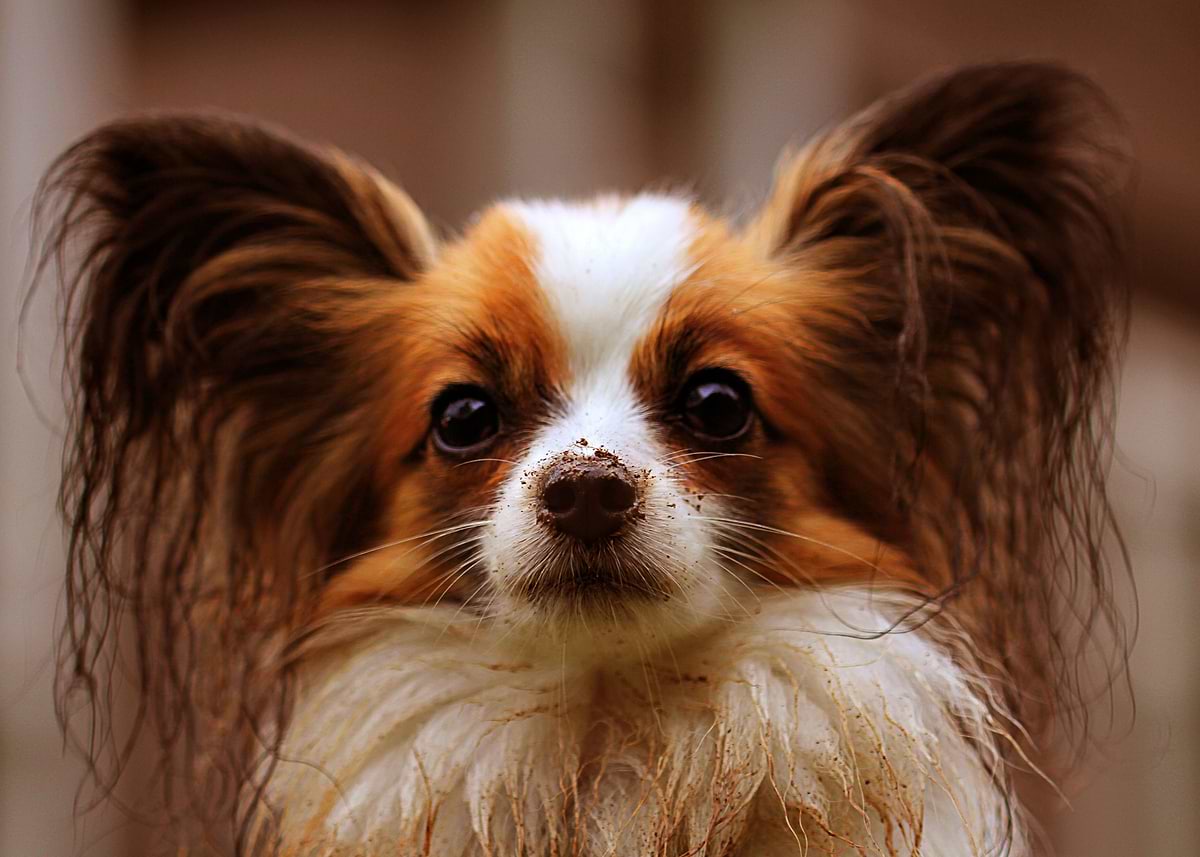 'PAPILLON' Poster, picture, metal print, paint by PRIMNEPTI LERT | Displate