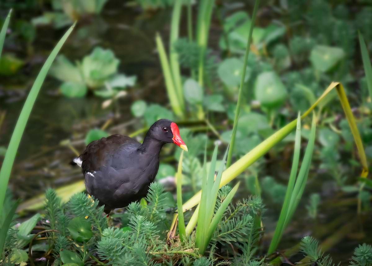 'Redbilled Water Chicken' Poster, picture, metal print, paint by ...
