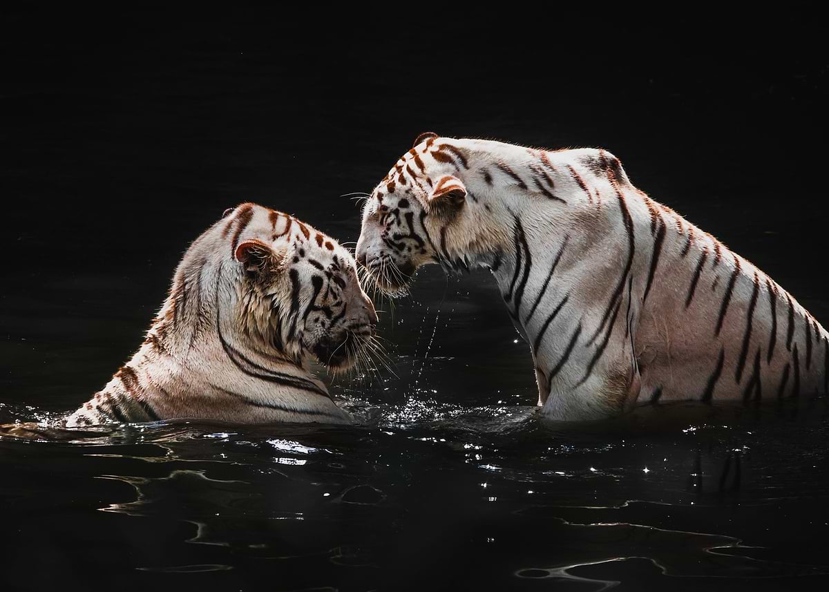 'Couple Tiger' Poster, picture, metal print, paint by DombaHitam Studio ...