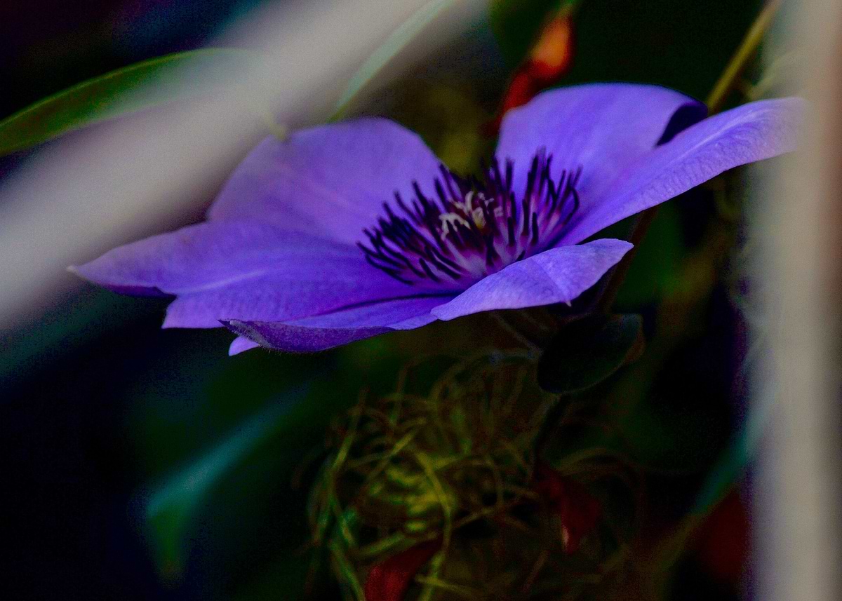 'Violeta' Poster, picture, metal print, paint by Jinzu | Displate