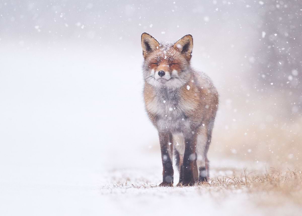 'Happy Smiling Red Fox' Poster, picture, metal print, paint by PIPA ...