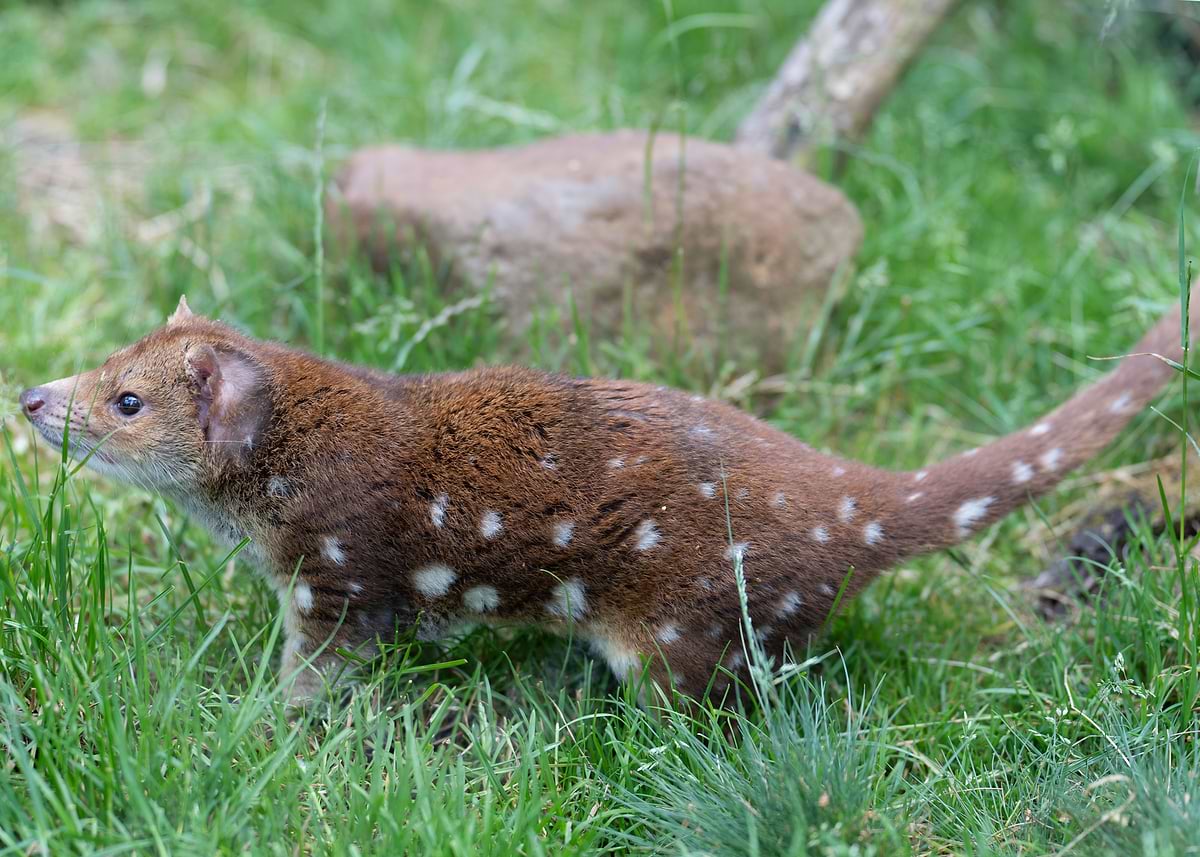 'Spotted Quoll' Poster, picture, metal print, paint by Pynot | Displate