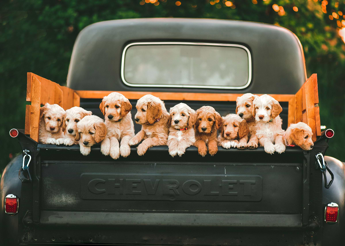 'CUTE PUPPIES' Poster, picture, metal print, paint by PRIMNEPTI LERT ...