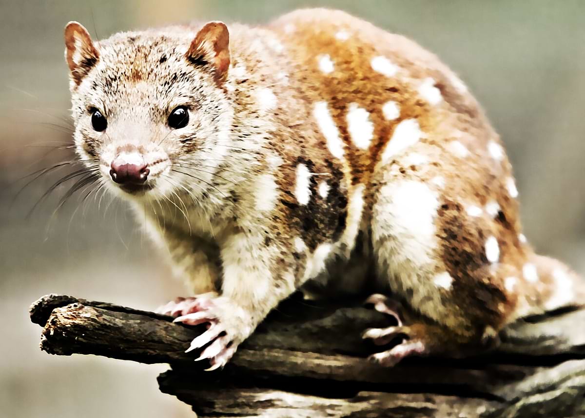 'quoll animal' Poster, picture, metal print, paint by PENGDUA XYZ ...